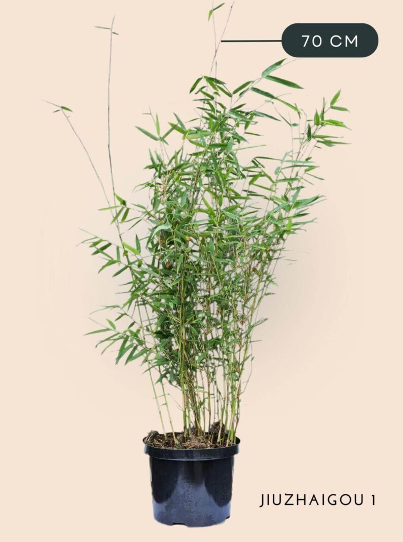 Bamboe Plant Fargesia Jiuzhaigou1 2,5 liter 70 cm hoog - Haagdirect.nl