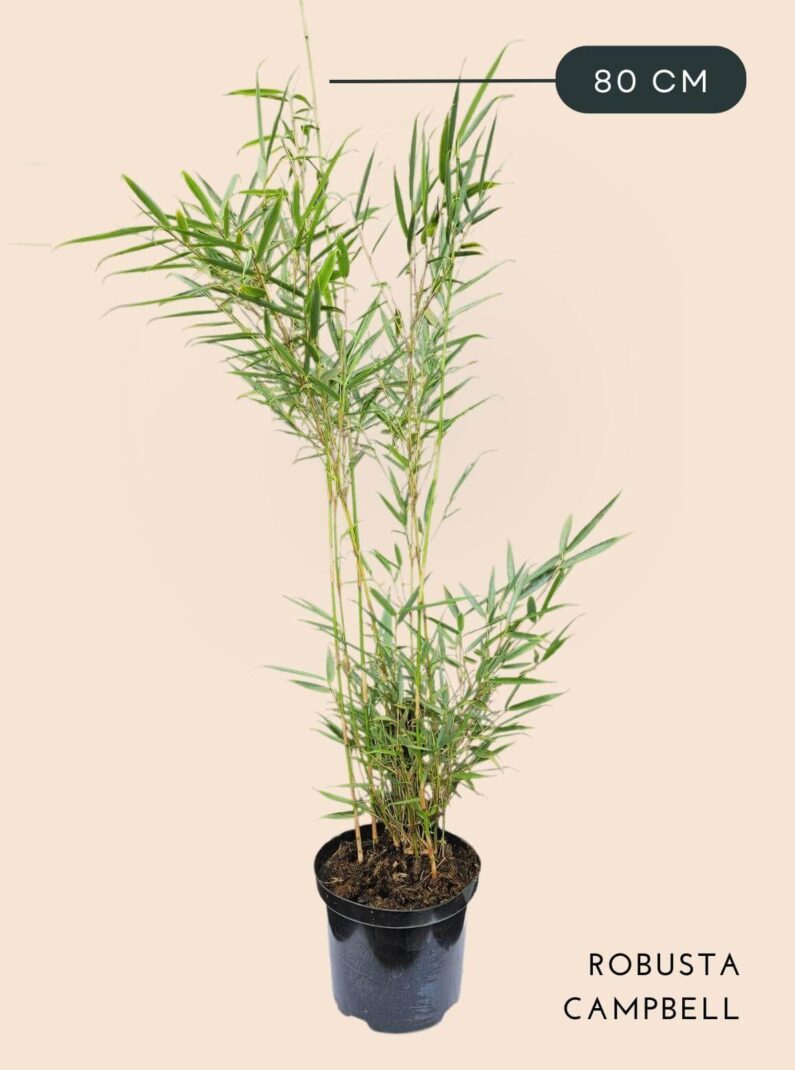Bamboe Plant Fargesia Robusta Campbell 2,5 liter 80 cm hoog - Haagdirect.nl