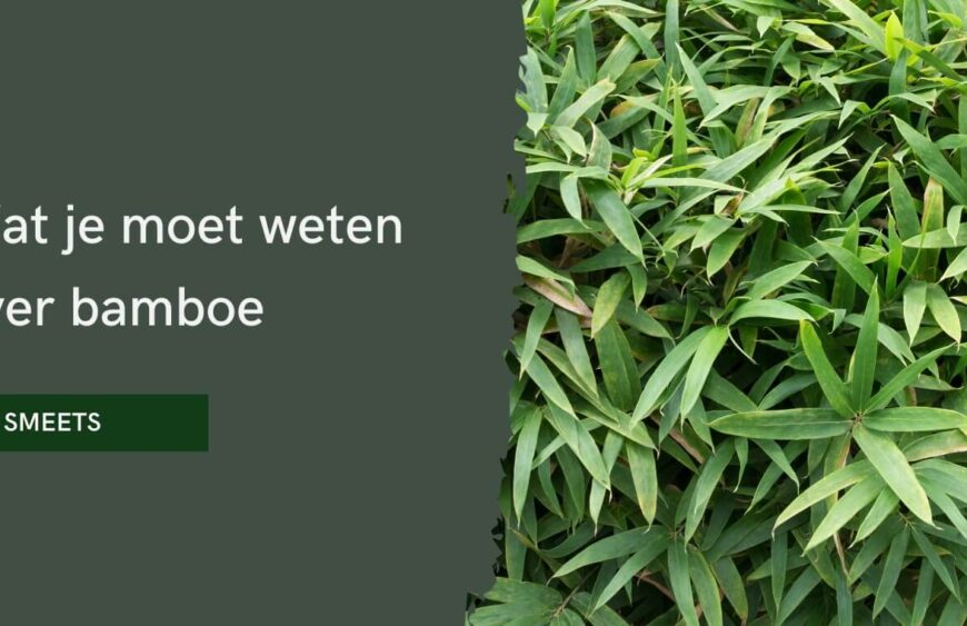 Wat je moet weten over bamboe - Haagdirect.nl