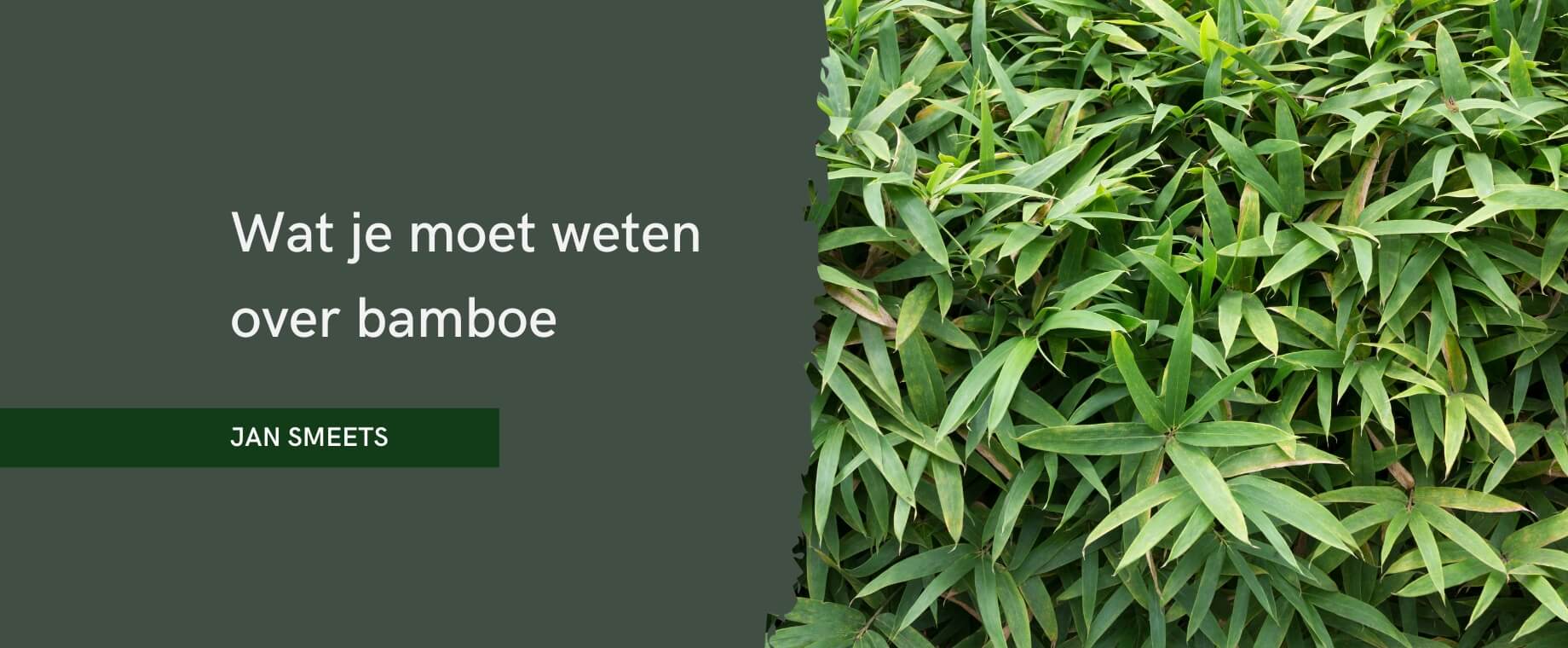 Wat je moet weten over bamboe - Haagdirect.nl