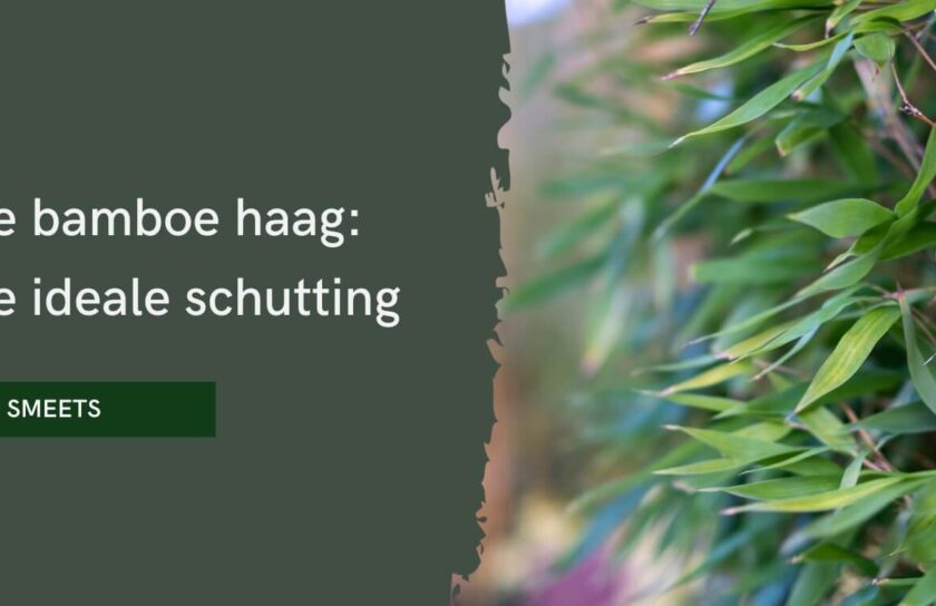 Bamboe Archives - Haagdirect.nl