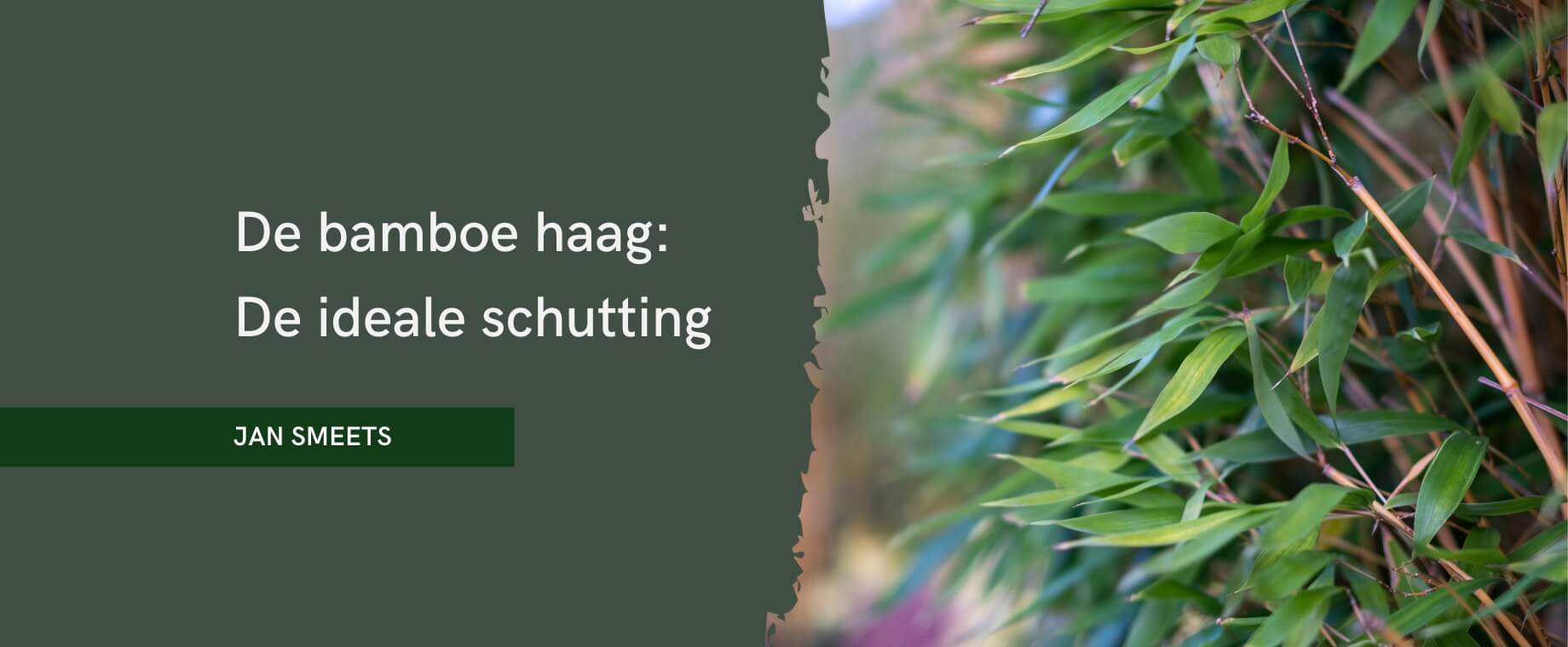 De bamboe haag: De ideale schutting - Haagdirect.nl